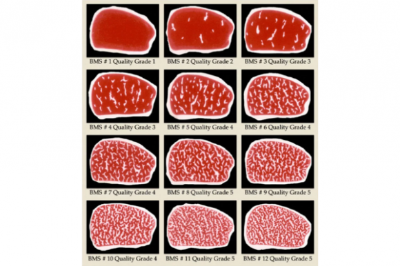 Wagyu Beef: Unveiling The Secrets of The Most Expensive Beef in The World!